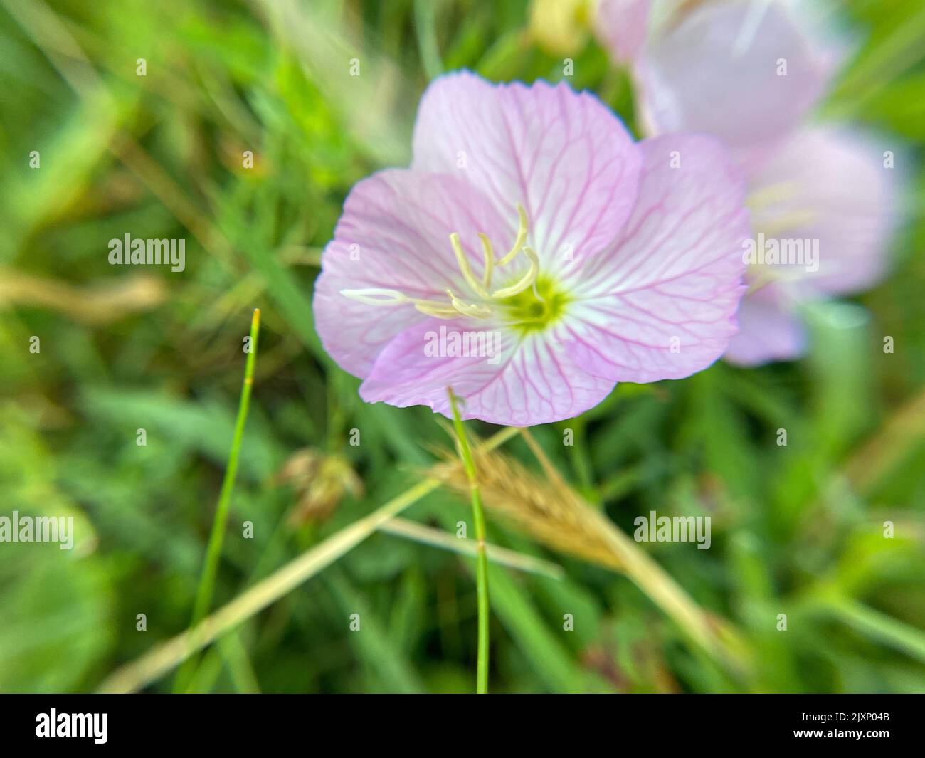 A closeup shot of pink evening primrose flowers on a field in a blurred ...