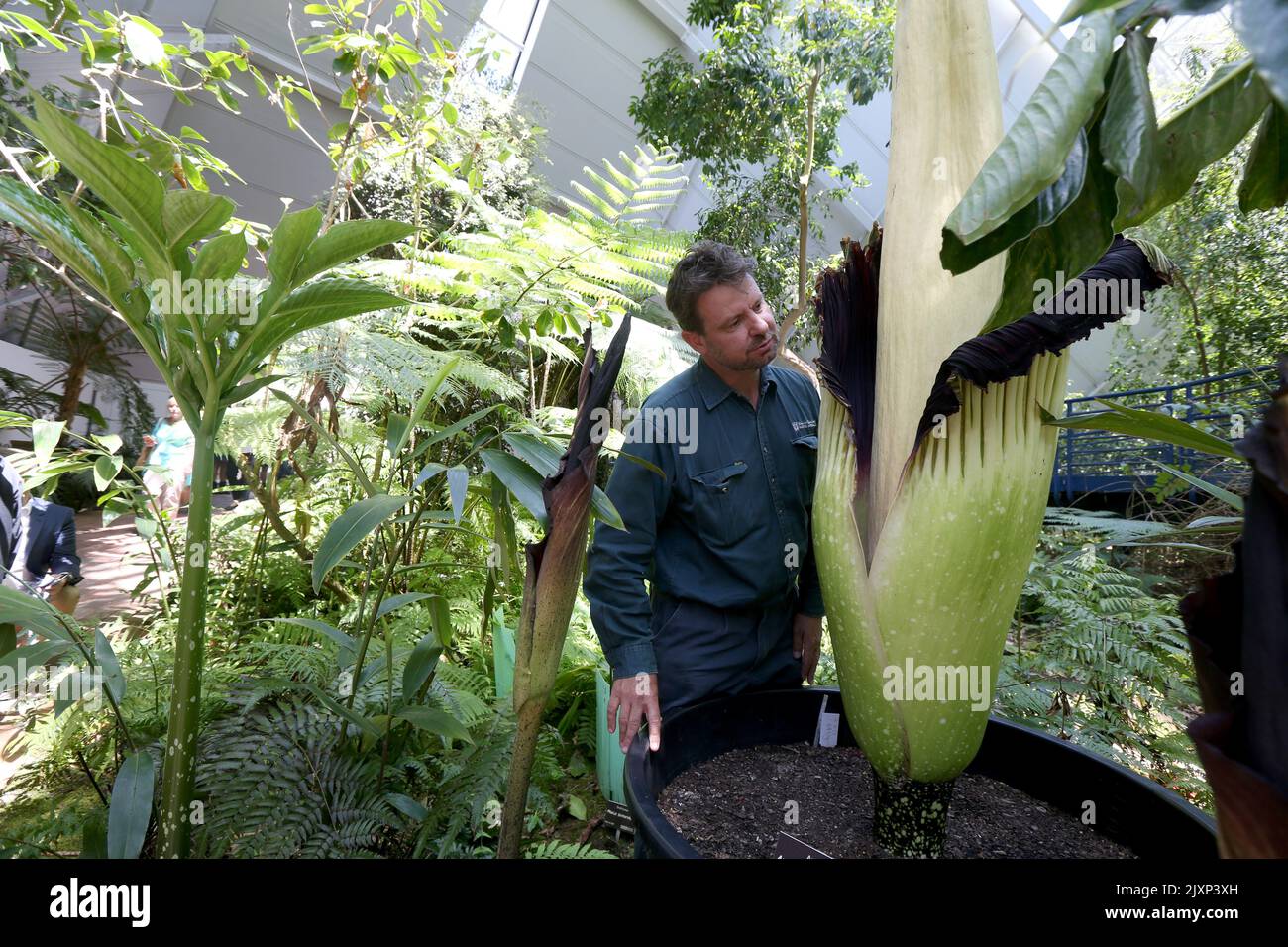 Matt Coulter, curator of Plant Propagation at the Adelaide, Mount Lofty ...
