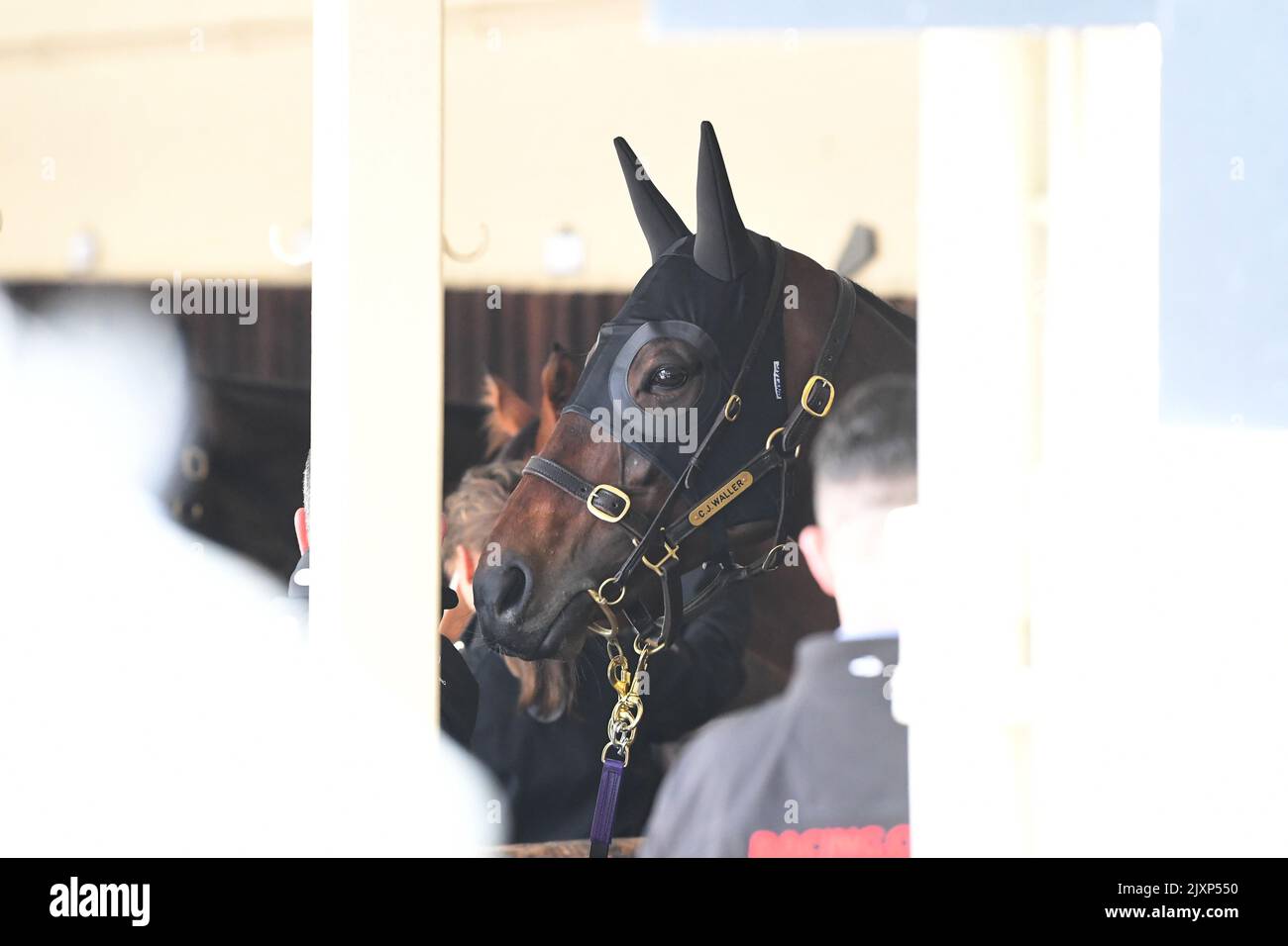 Winx is seen at in the stables during Cox Plate Day at Moonee Valley ...