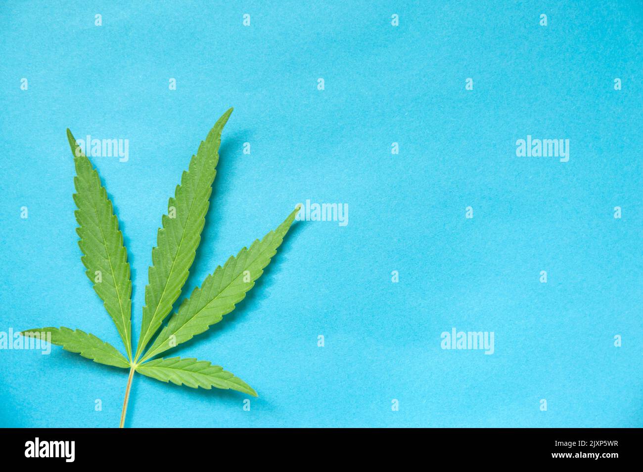 Cannabis leaf sheet hi-res stock photography and images - Alamy