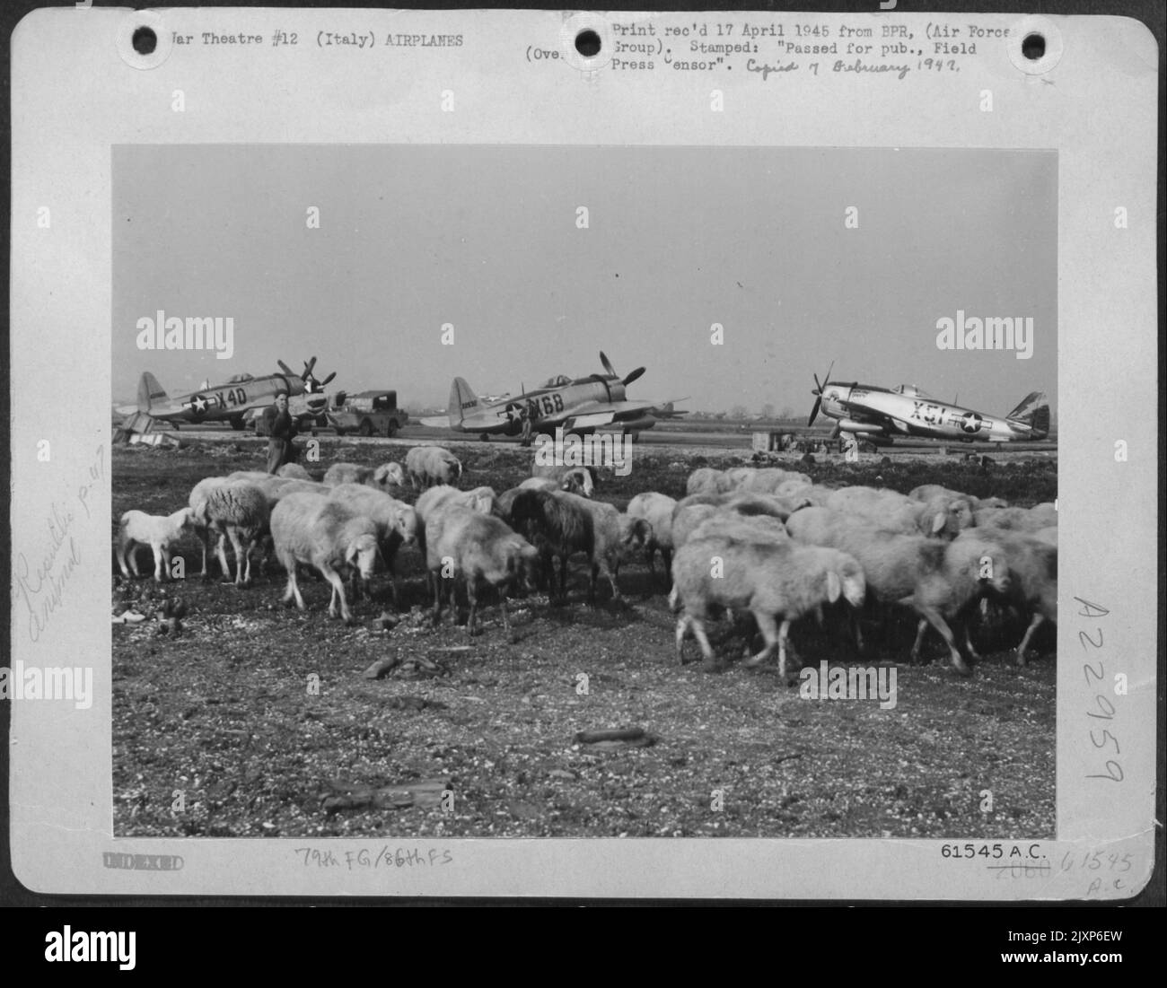 A Flock Of Sheep Stroll Contentedly By Republic P-47 Thunderbolts ...
