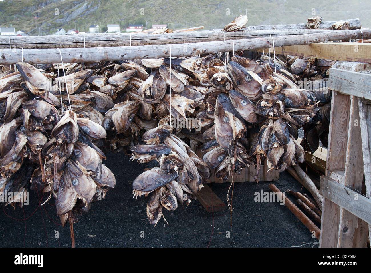 Drying stockfish heads, in norwegian village, Lofoten, Norway Stock ...