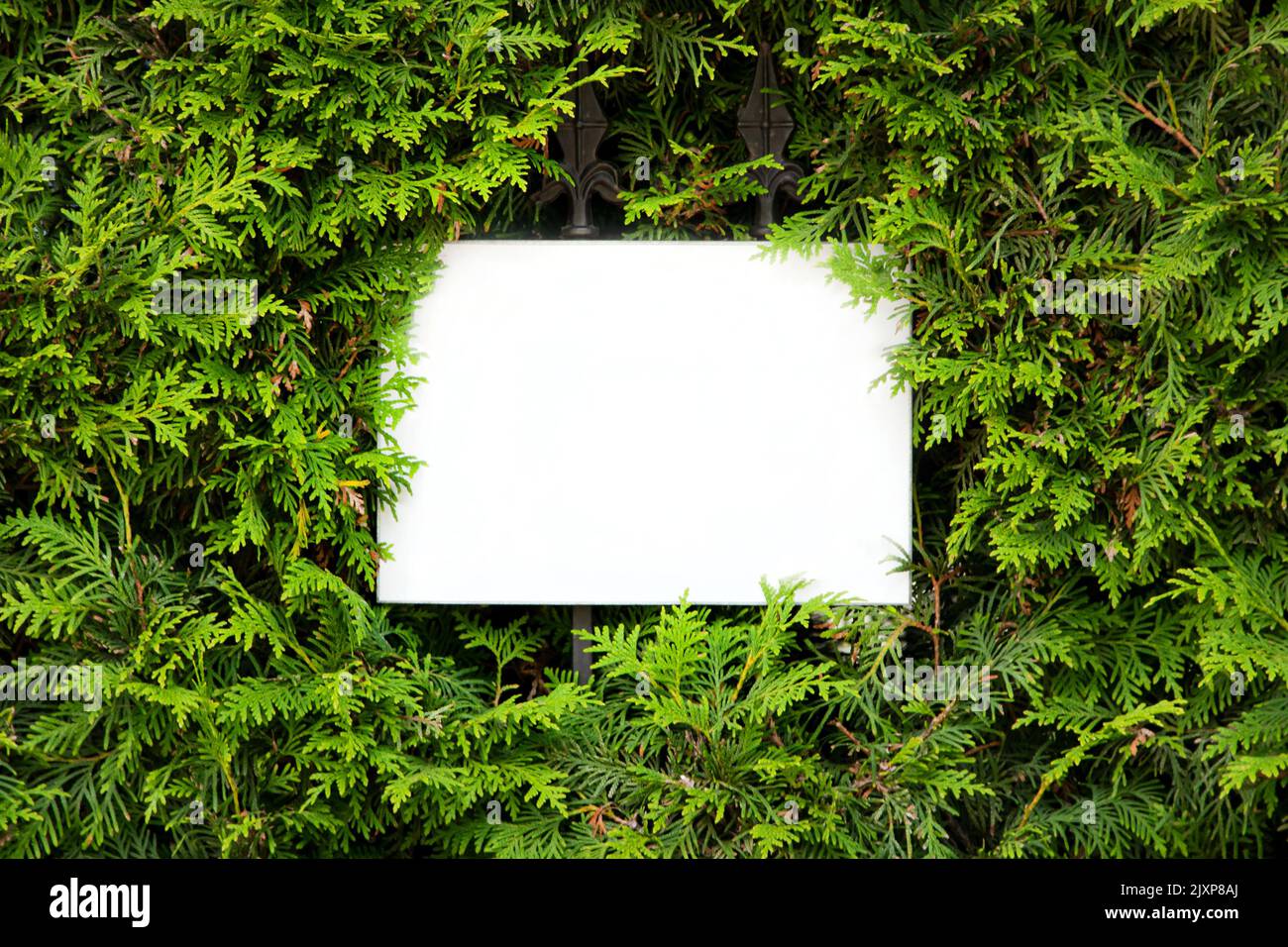 Empty white rectangle signboard hanging on a fence among green bushes ...