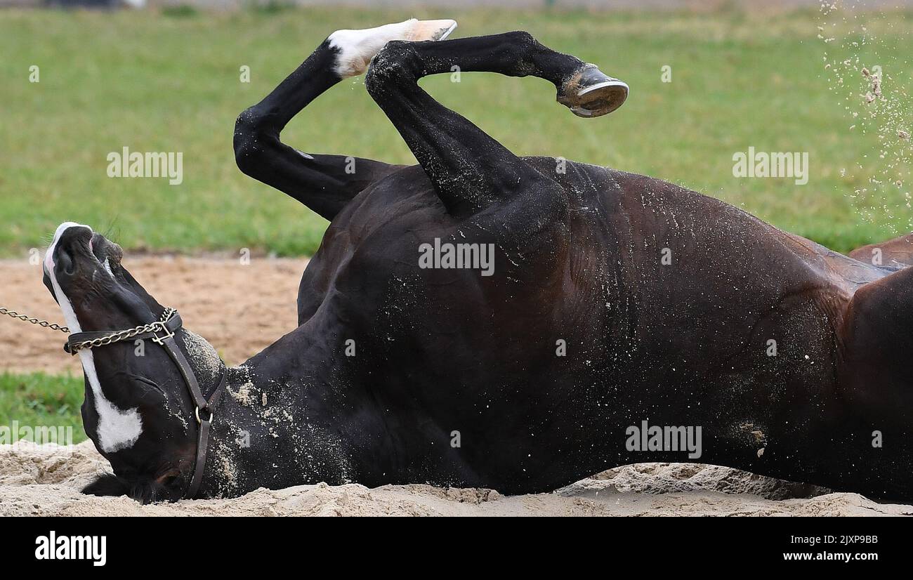 Yucatan rolls in the sand at Werribee at racecourse in Melbourne ...
