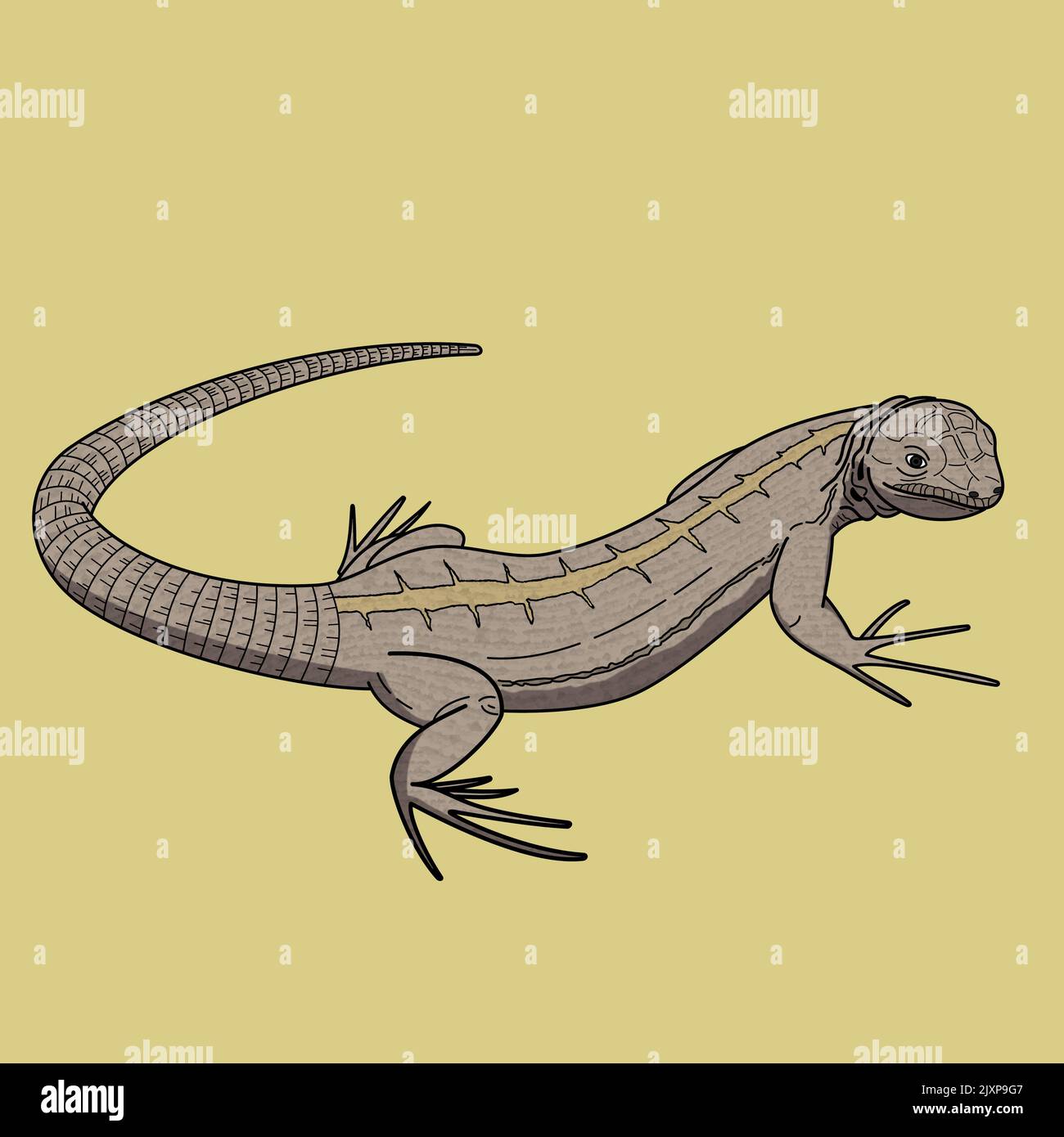 Tizon lizard gallotia galloti lagarto hi-res stock photography and ...