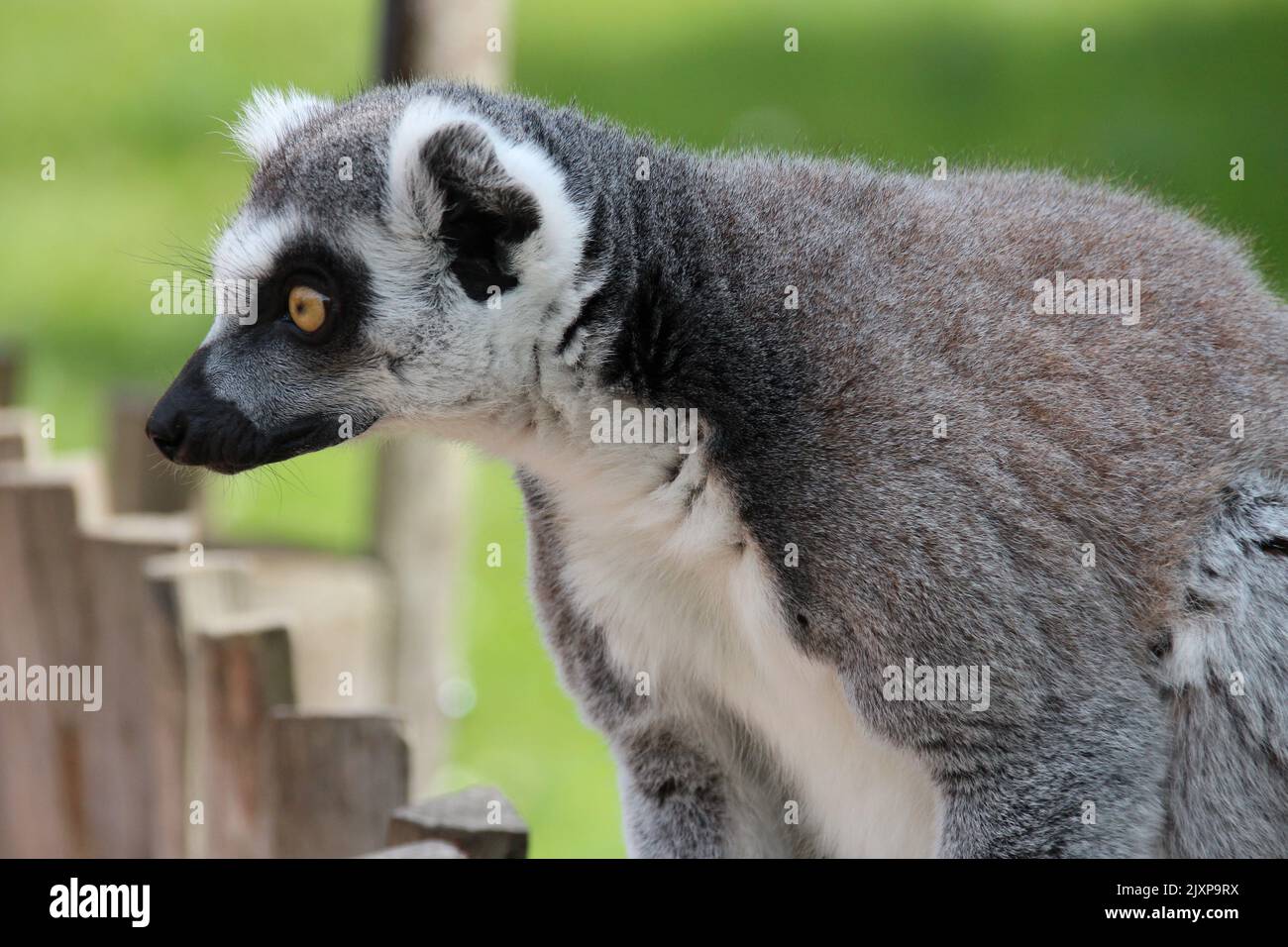 ring-tailed lemur in a zoo in france Stock Photo - Alamy