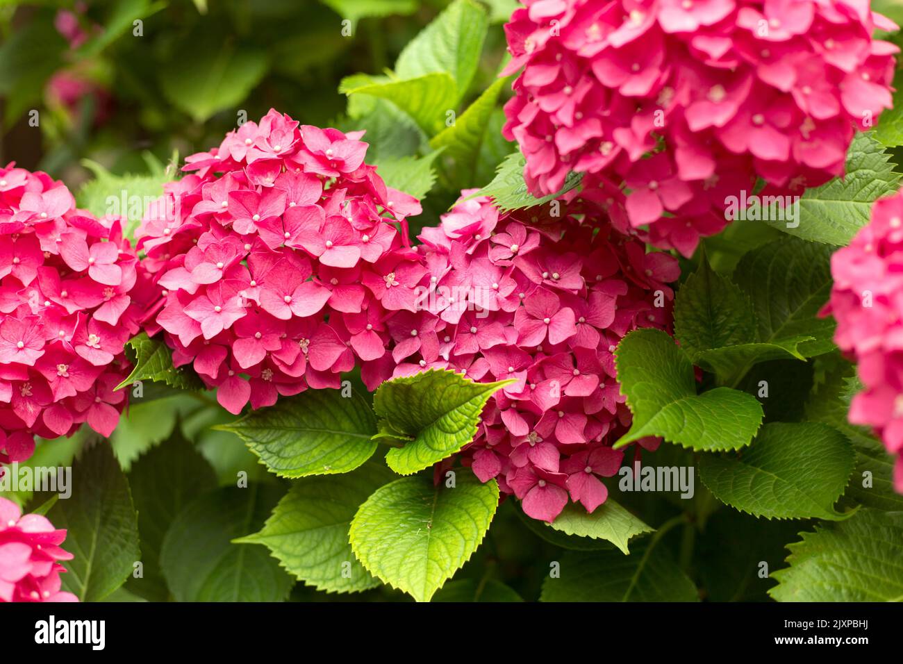 Close Up Light Pink Hortensia Fresh Flowers Blur Background Stock Photo ...