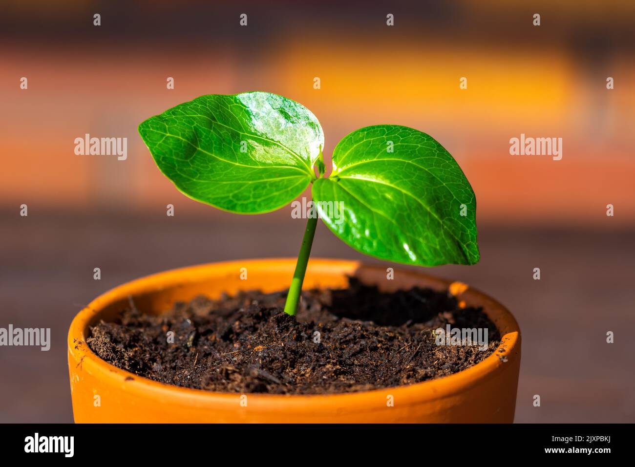 Young baobab (latin name Adansonia Digitata) seedling is growing in the ...