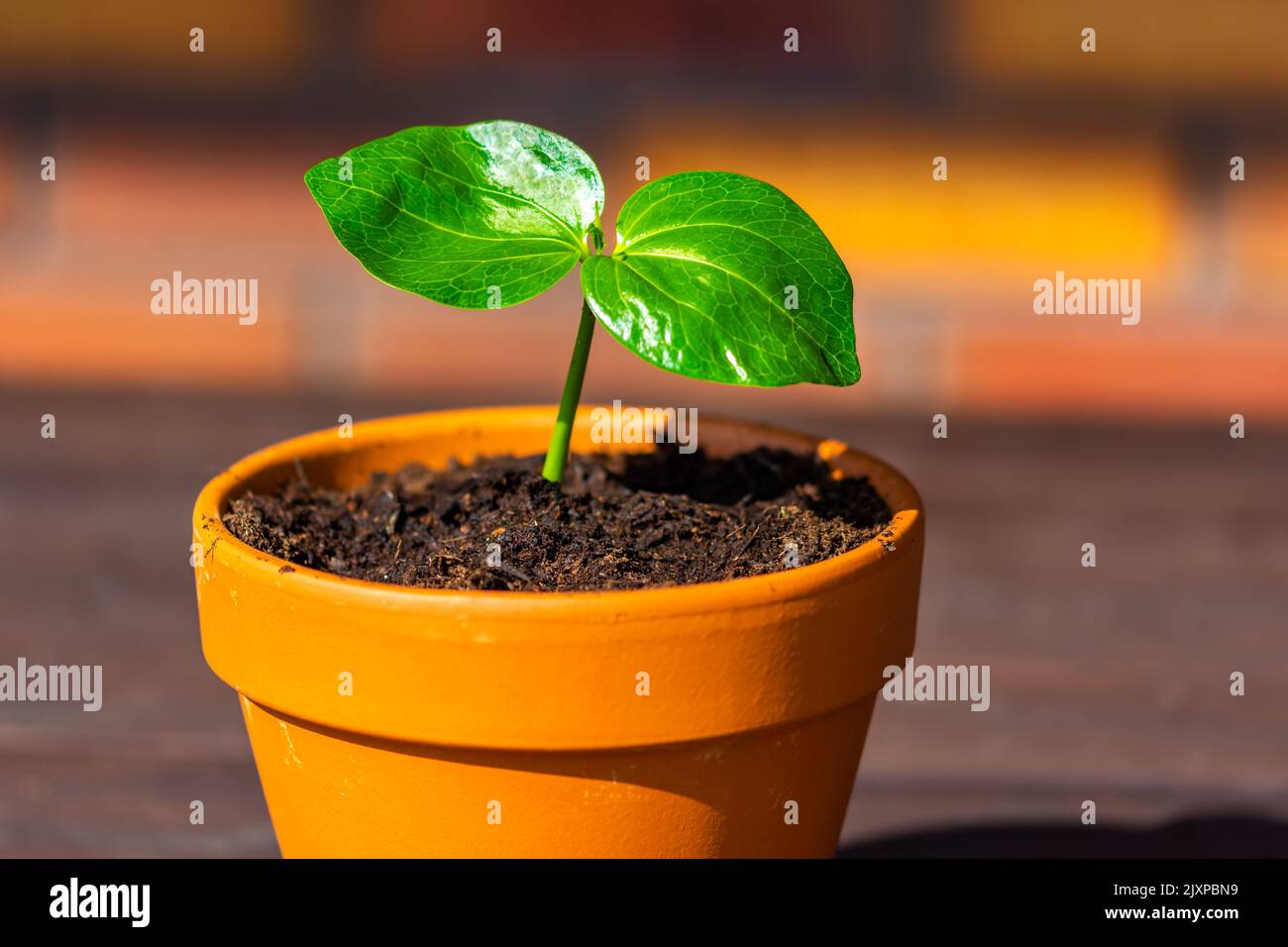 Young baobab (latin name Adansonia Digitata) seedling is growing in the ...