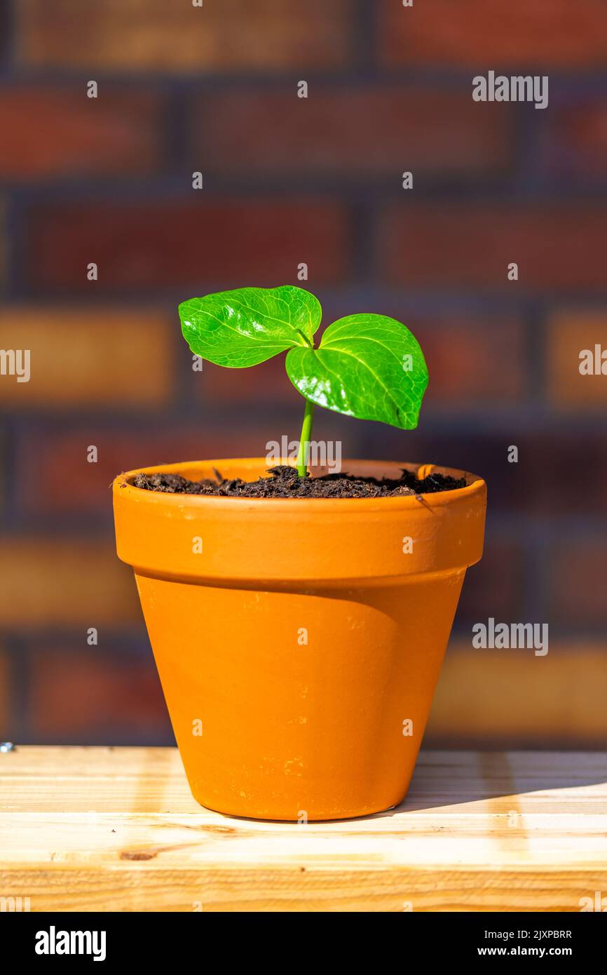 Young baobab (latin name Adansonia Digitata) seedling is growing in the ...