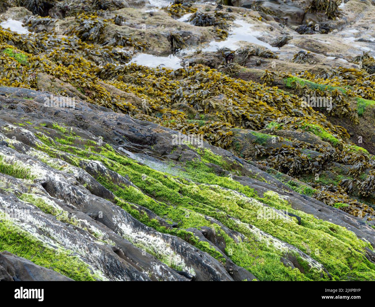 Wet algae hi-res stock photography and images - Alamy
