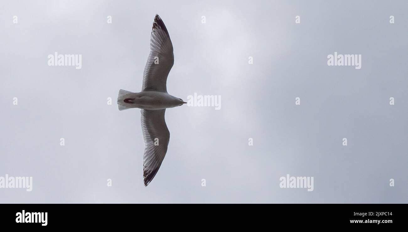 One seagull is flying in a cloudy sky. Overcast, gray sky. White bird ...