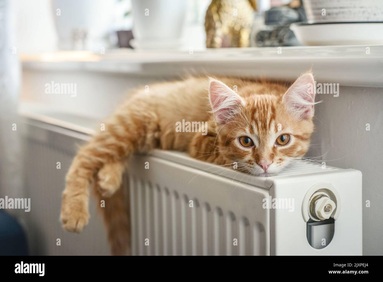 Cute little ginger kitten with amber eyes relaxing on the warm radiator ...