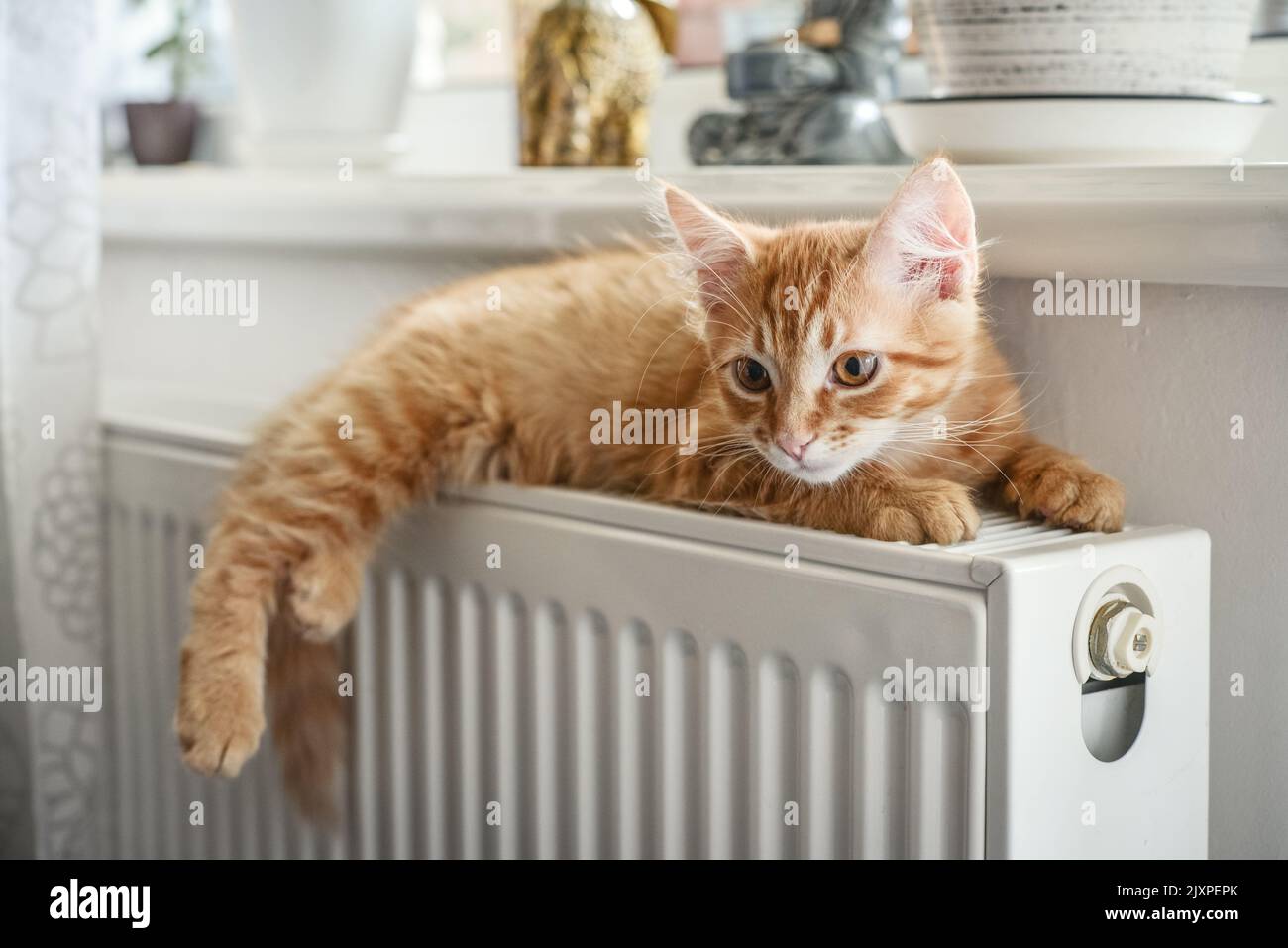 Cute little ginger kitten with amber eyes relaxing on the warm radiator ...