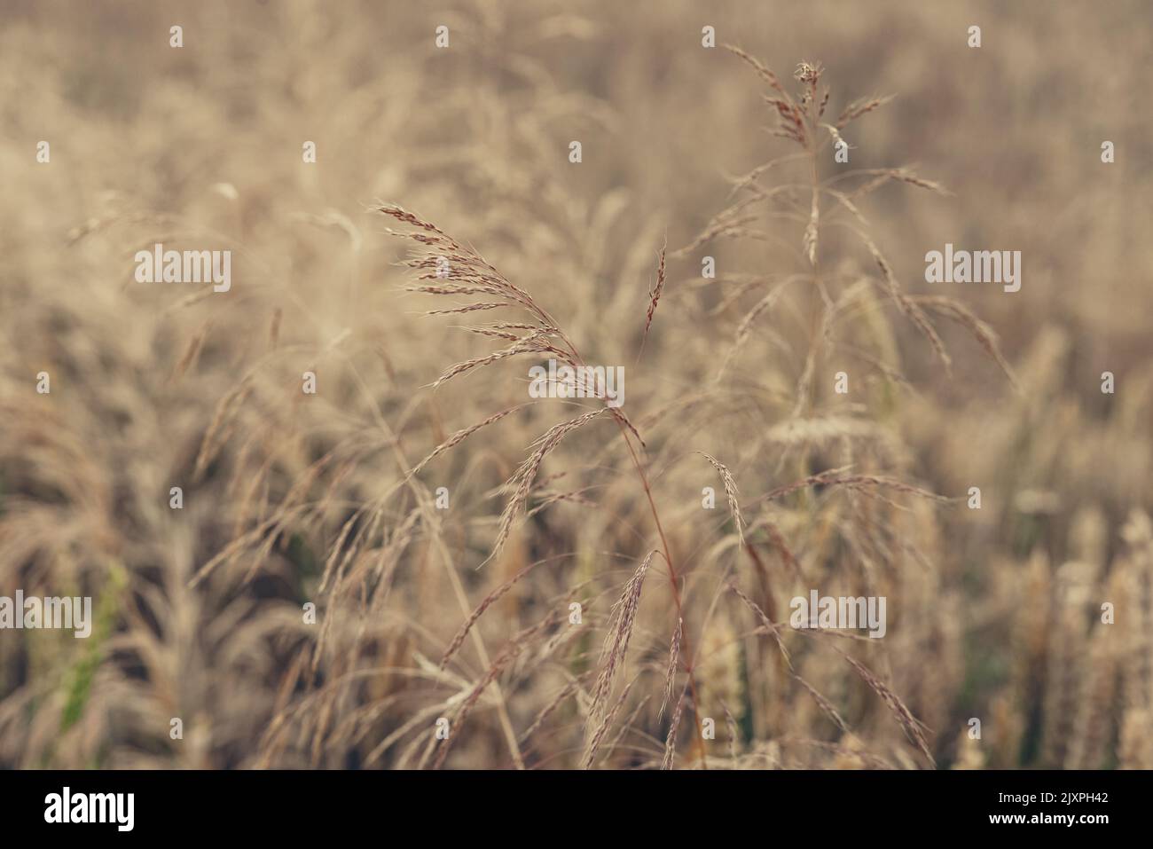 Closeup of ears of wild cereal crops at daylight sway in wind ...