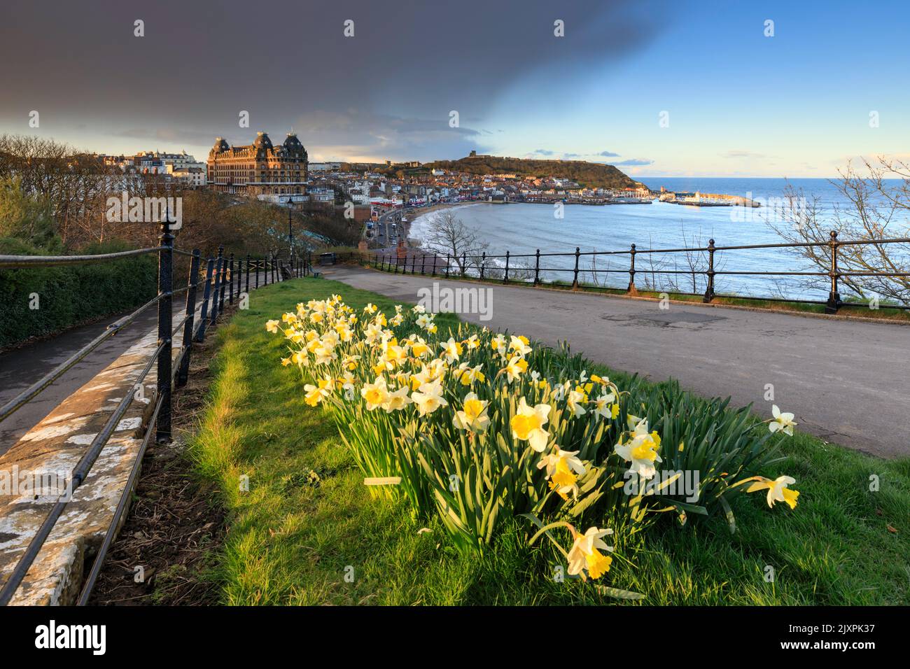 Daffodils with the South Bay at Scarborough in the distance Stock Photo ...
