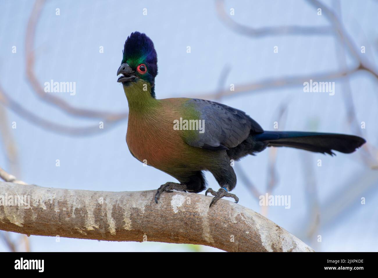 Purple crested turaco (Tauraco porphyreolophus) perched on a branch in ...