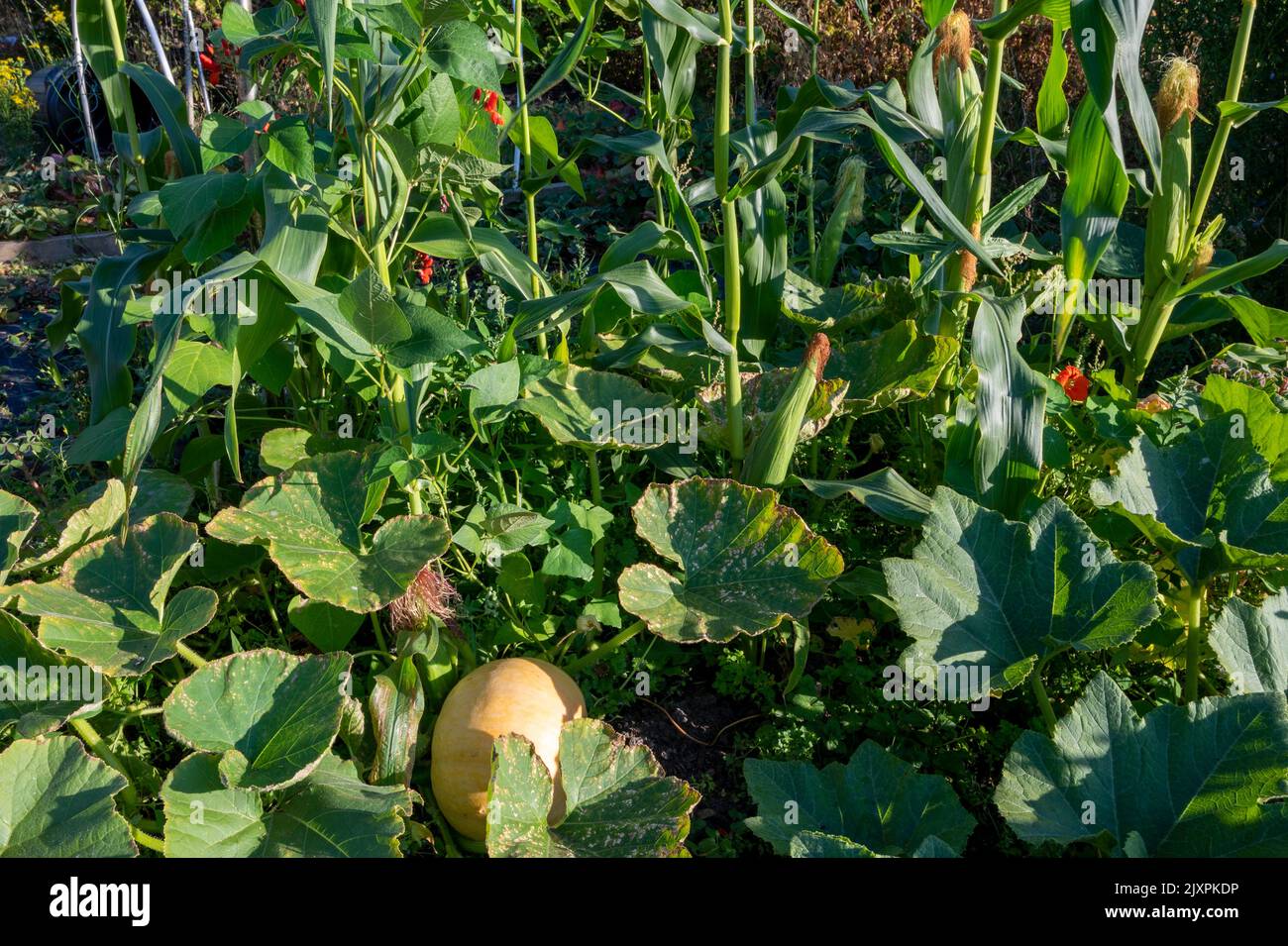 Three sisters method of growing corn (maize), beans and squash ...