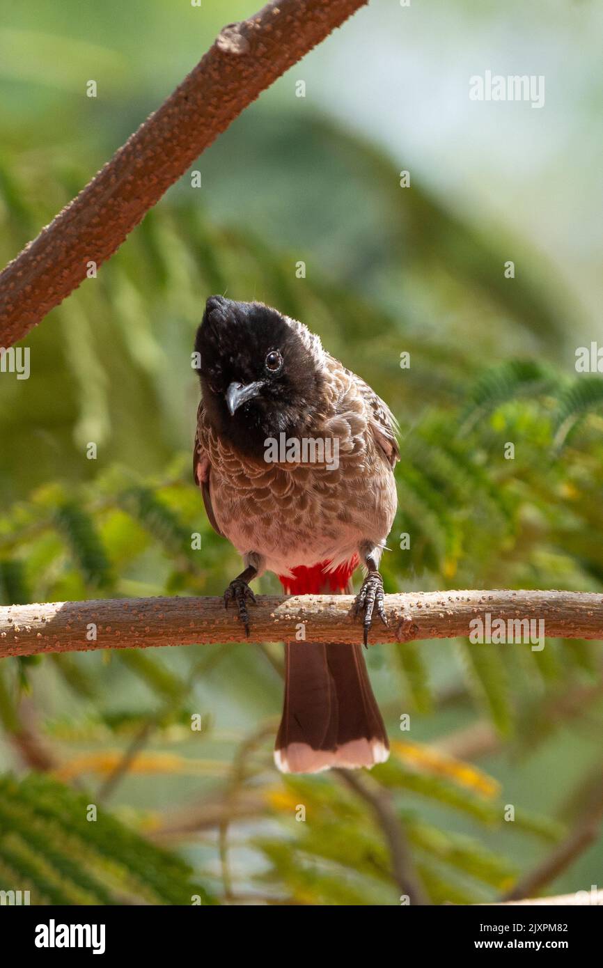 Red-vented bulbul (Pycnonotus cafer) sitting in a tree Stock Photo - Alamy