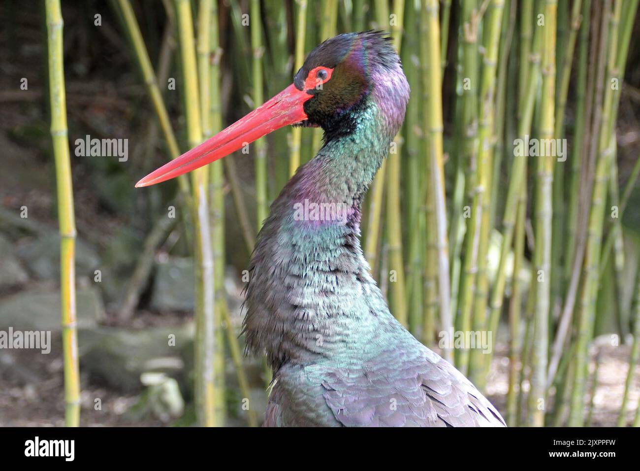 stork (?) in a zoo in france Stock Photo - Alamy