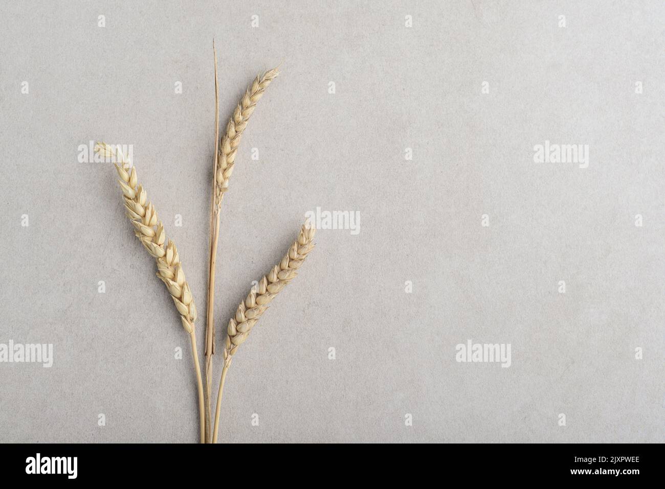 Wheat ear spikelet grains hi-res stock photography and images - Alamy