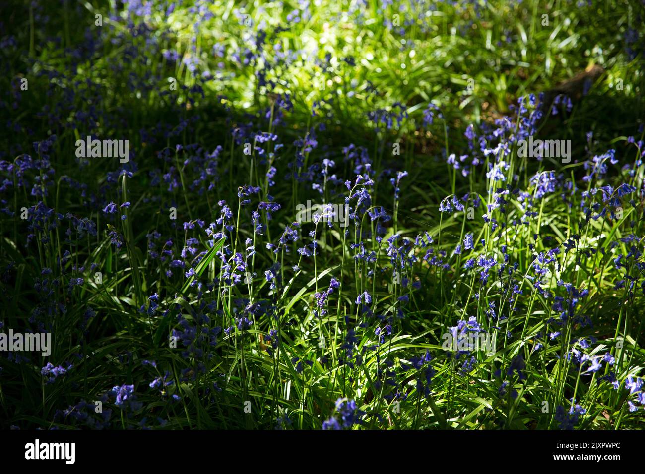 Bluebells are seen flowering in woodland in Epping Forest, northeast of ...