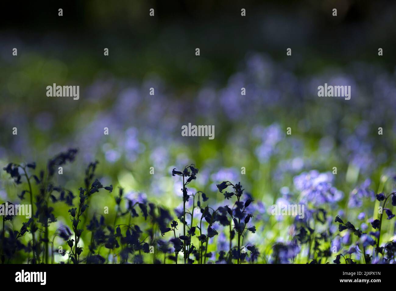 Bluebells are seen flowering in woodland in Epping Forest, northeast of ...