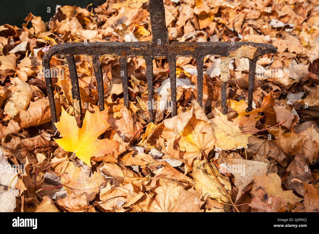 Leaves pitch hi-res stock photography and images - Alamy