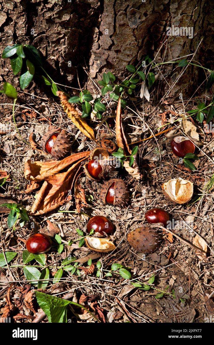 Fallen American chestnuts under a chestnut tree, Castane dentata ...