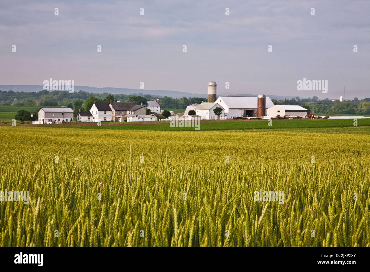 Wheat field and Amish farmland in Lancaster County, Pennsylvania, PA ...