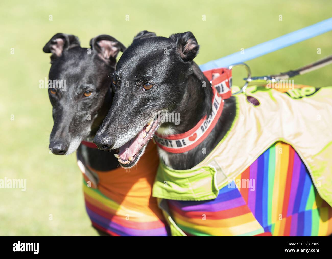 Greyhounds are seen during a rally calling for a ban on greyhound ...