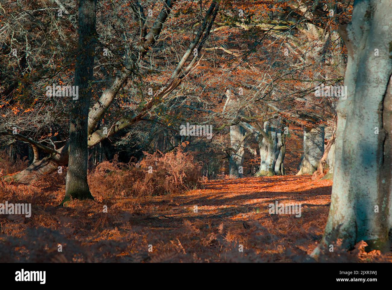Forest Of Common Beech Trees, Fagus sylvatica, In Autumn, New Forest UK ...