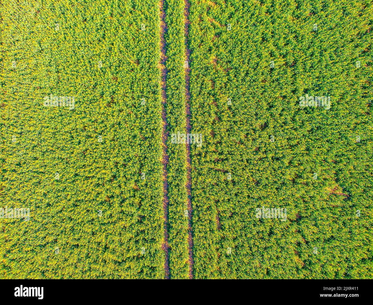 Aerial top view of the agriculture crop field. Green field with road ...