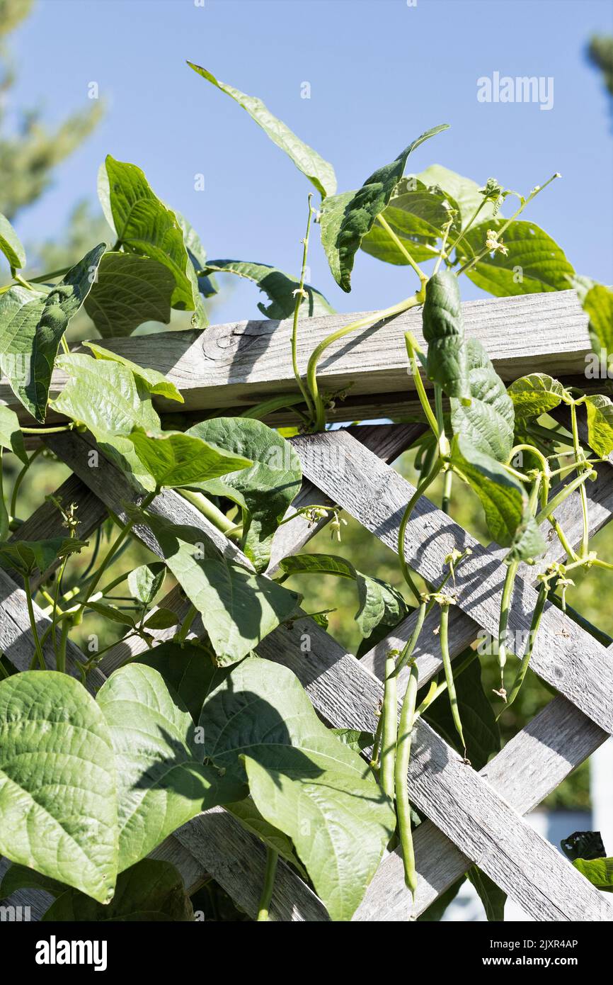 Phaseolus vulgaris 'Kentucky Blue' pole beans Stock Photo - Alamy