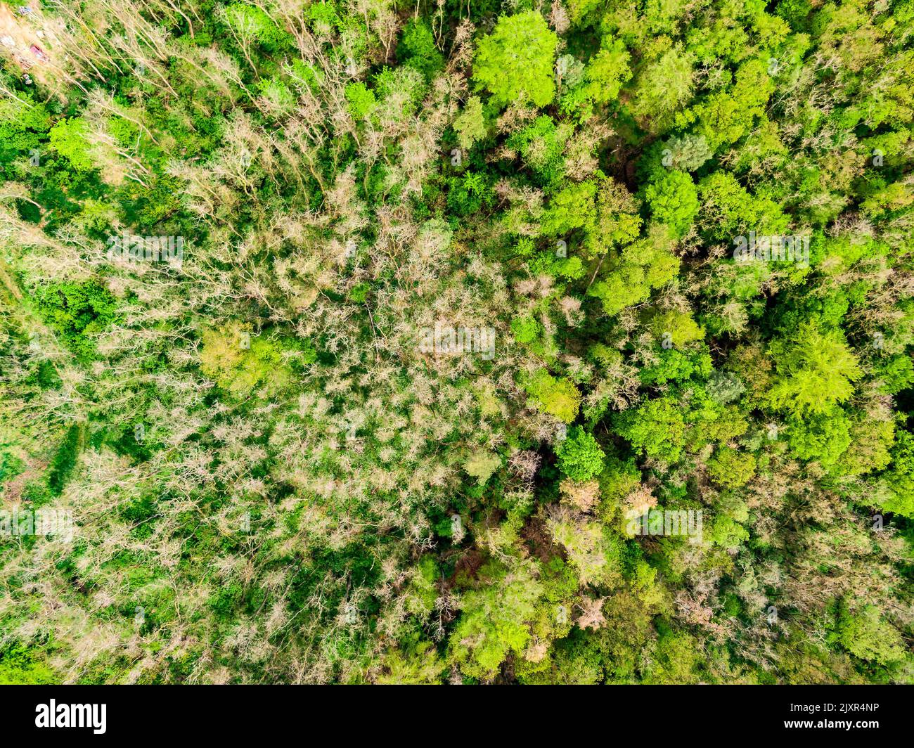 Aerial drone view of field, trees and forest in agriculture land. Top ...