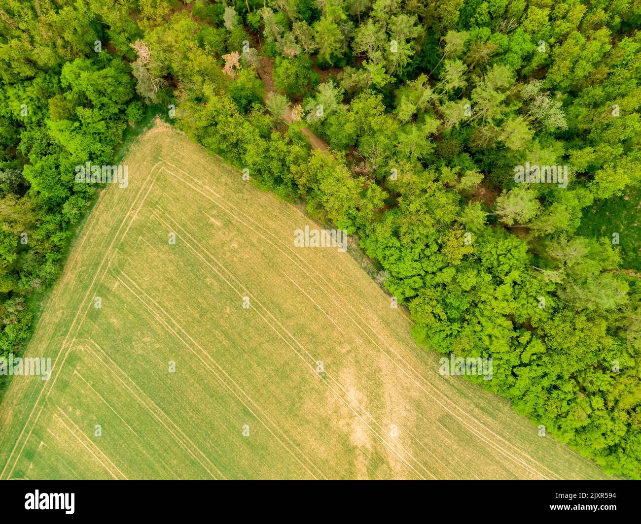 Aerial drone view of field, trees and forest in agriculture land. Top ...