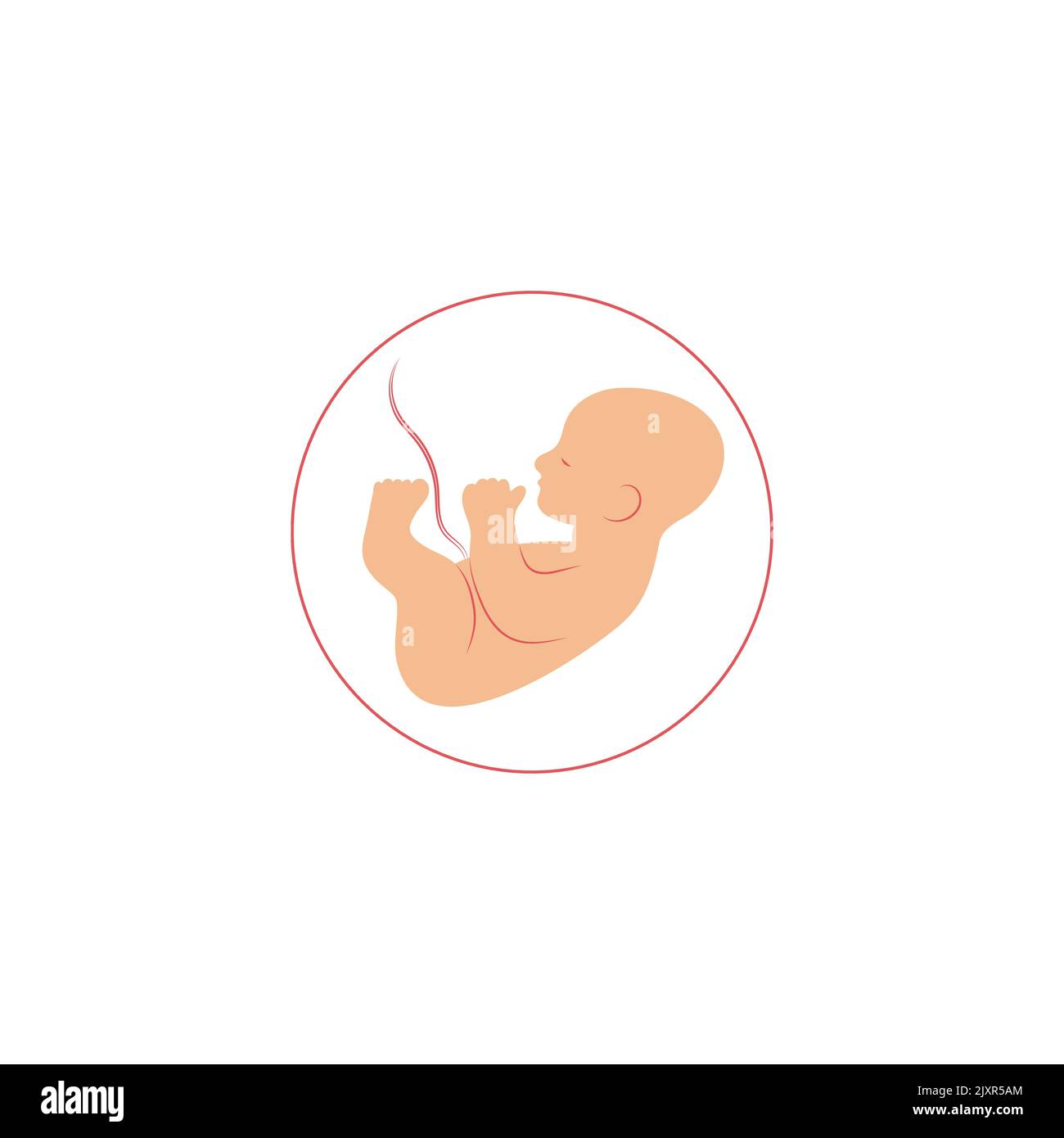 Baby in womb. Pregnancy concept. Fetus symbol. Embryo in belly. Medical ...