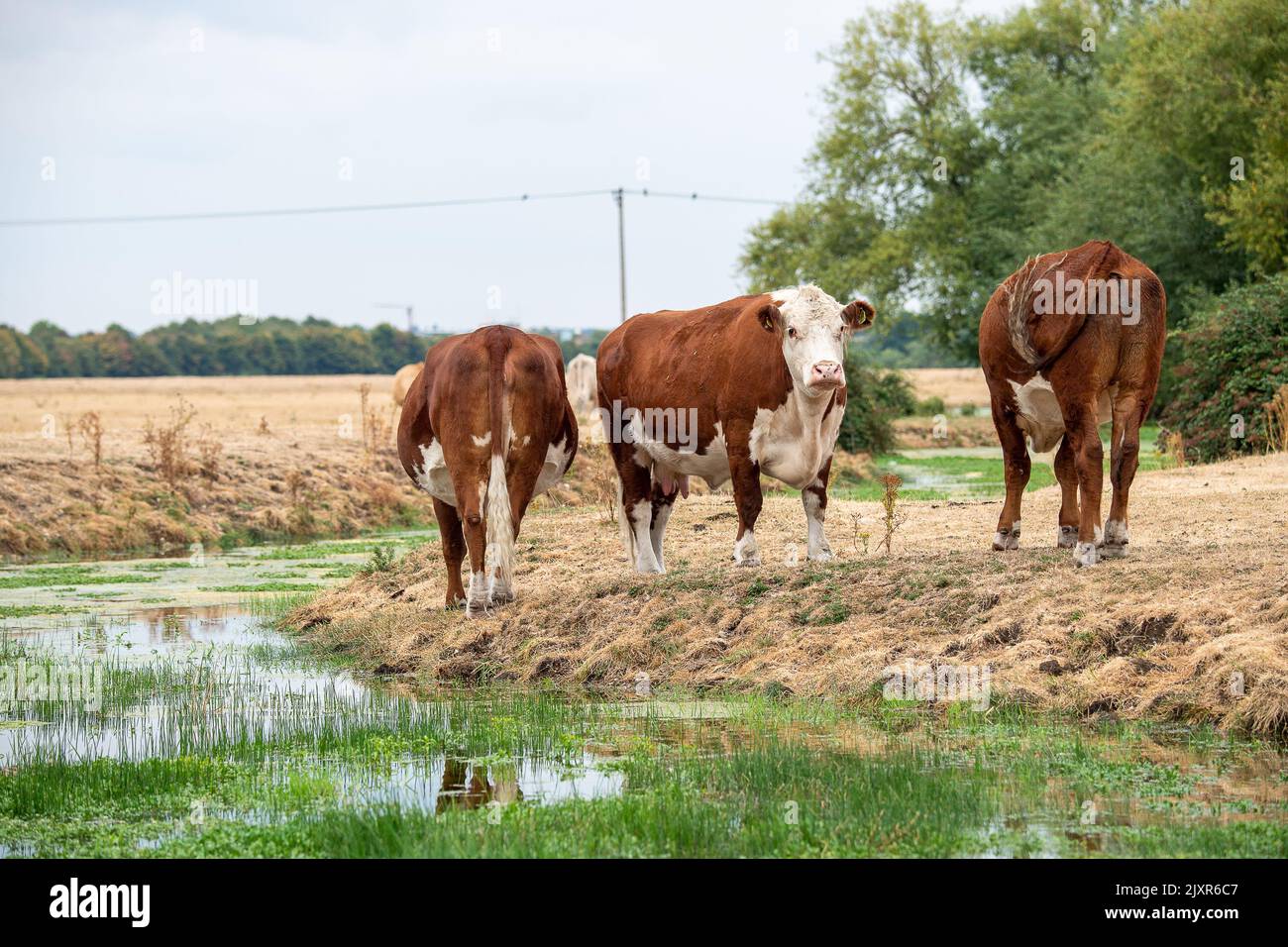 Cattle drinking water drought hi-res stock photography and images - Alamy