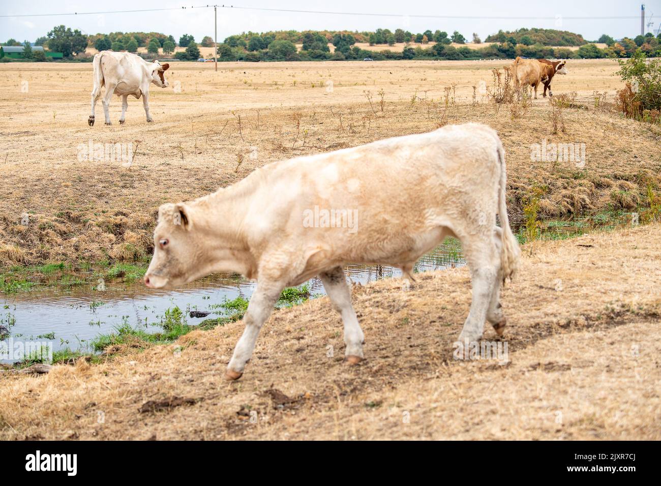 Cattle drinking stream streams hi-res stock photography and images - Alamy