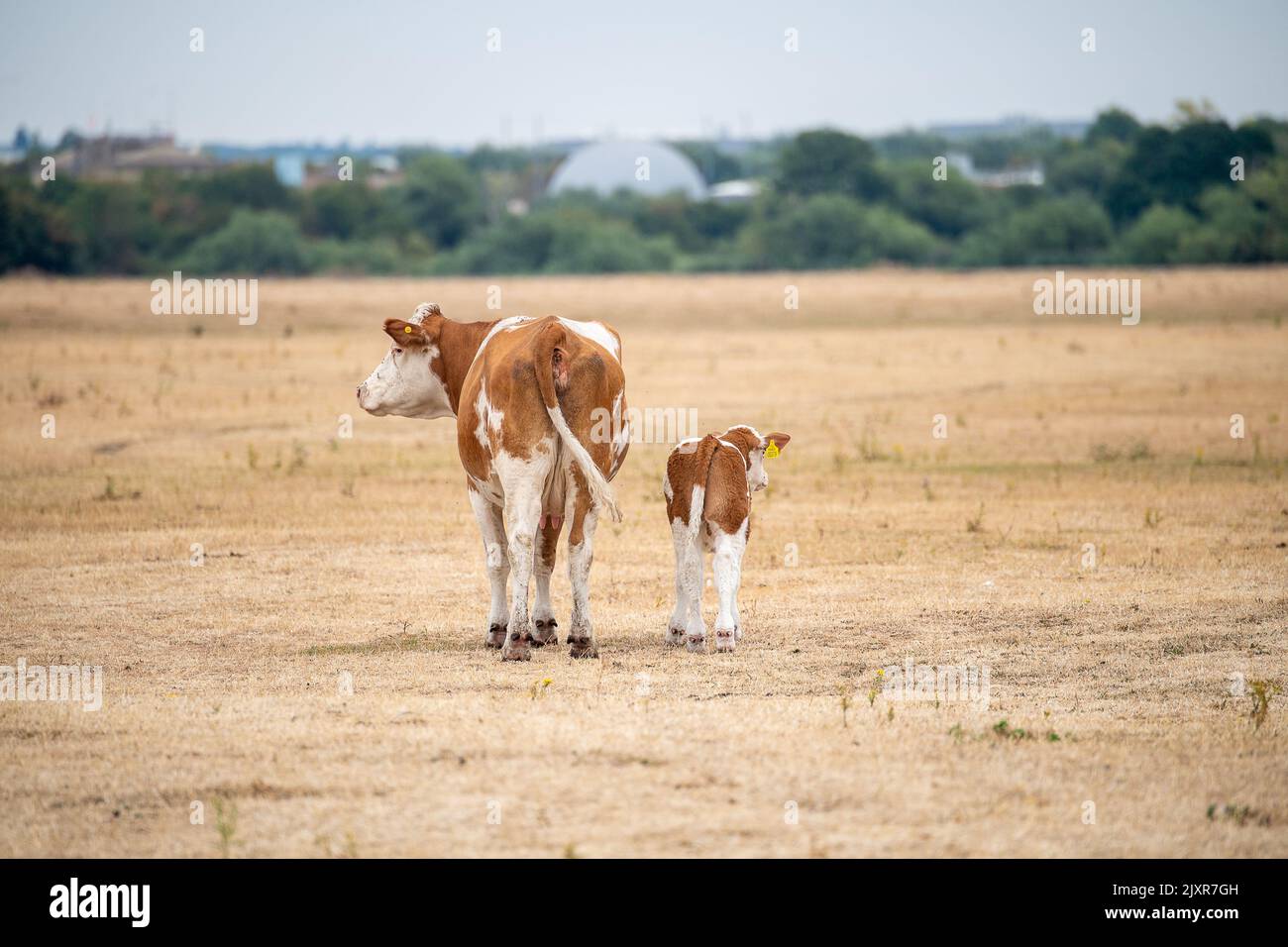 Dorney, Buckinghamshire, UK. 16th August, 2022. A female cow and her ...