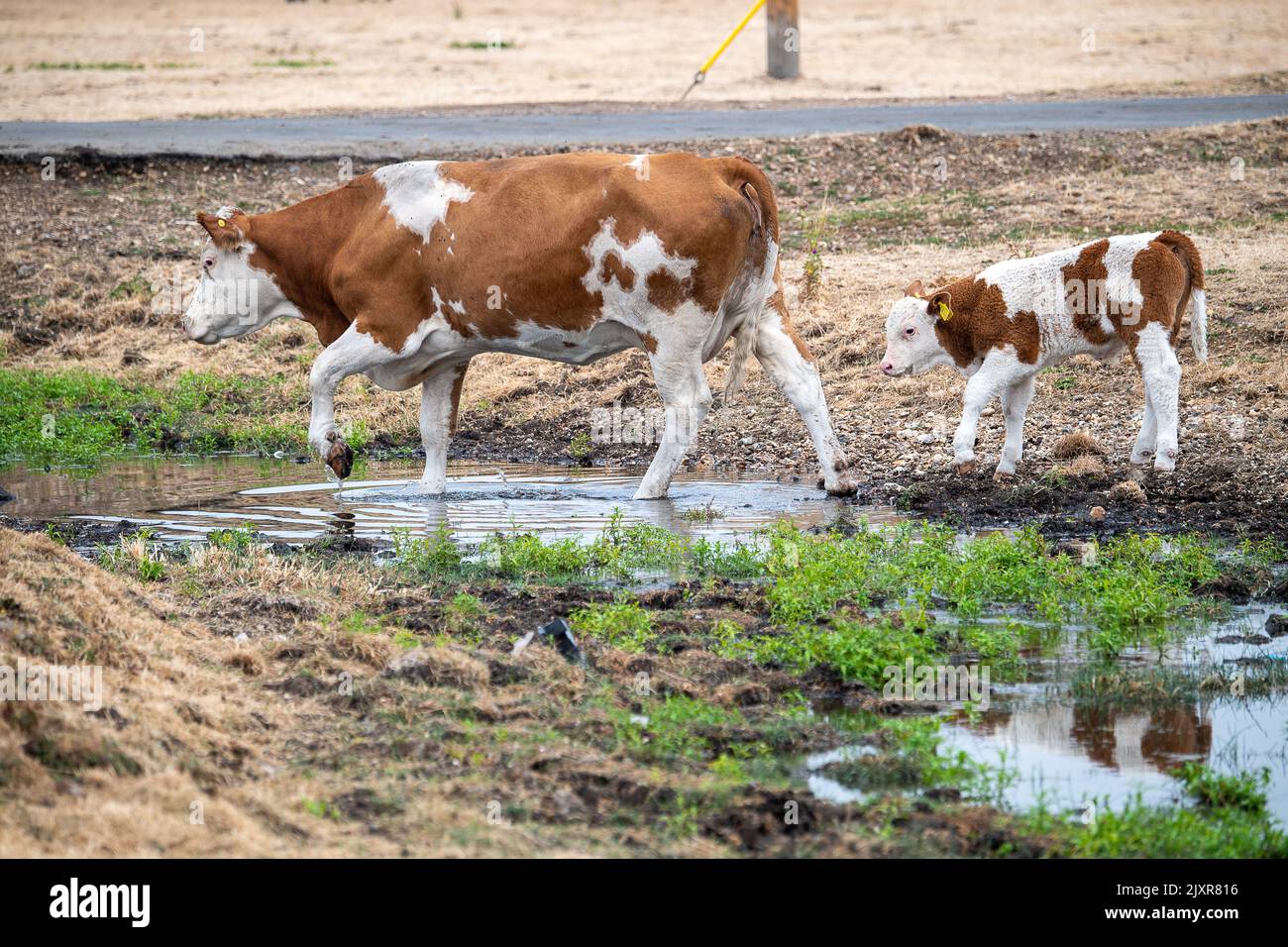 What happens when you heat water hi-res stock photography and images ...