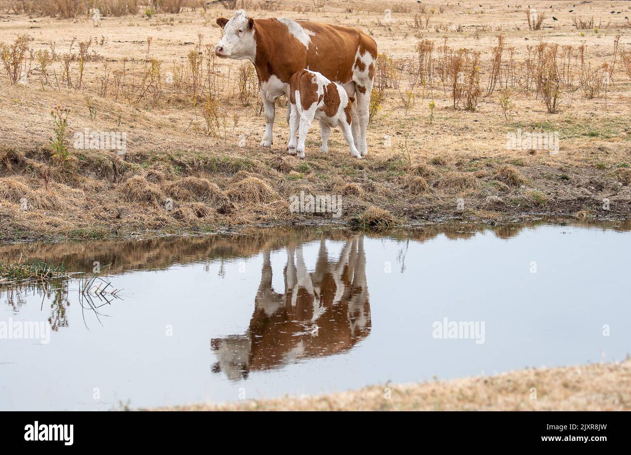 Hot female calves hi-res stock photography and images - Alamy