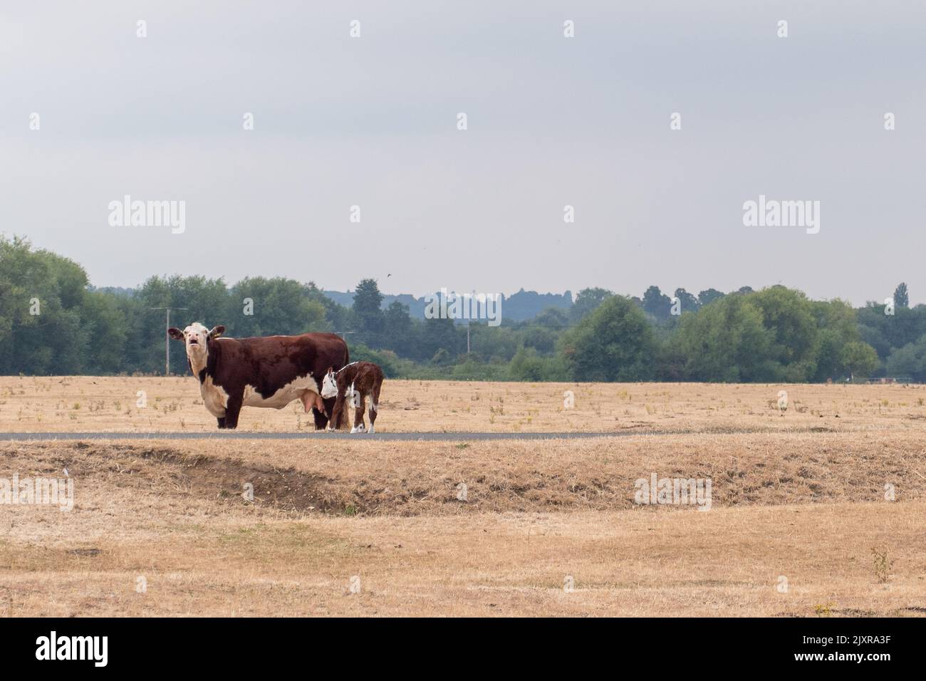 Dorney, Buckinghamshire, UK. 16th August, 2022. A cow and her calf on ...
