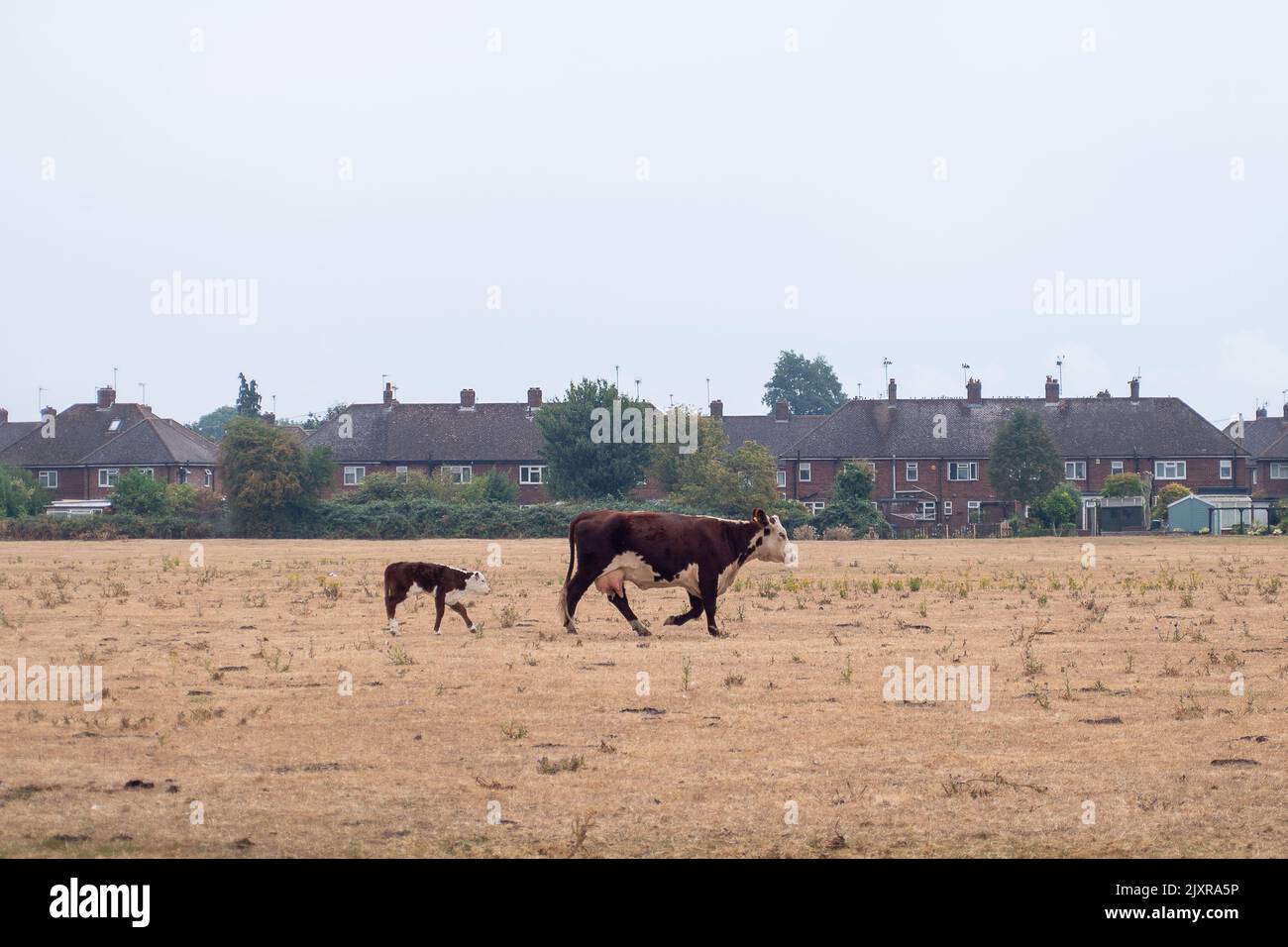Dorney, Buckinghamshire, UK. 16th August, 2022. A cow and her calf ...