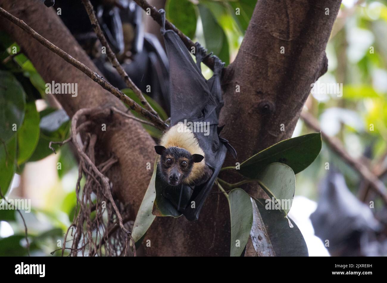In a November 27, 2018 file photo, a spectacled flying-fox is seen ...