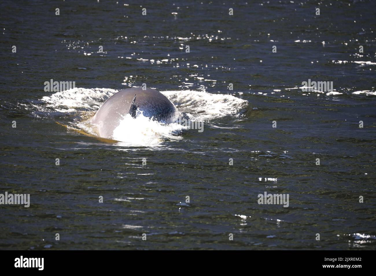 Minke Wahle in Saguenay St Lawrence Marine Park, Quebec Stock Photo - Alamy