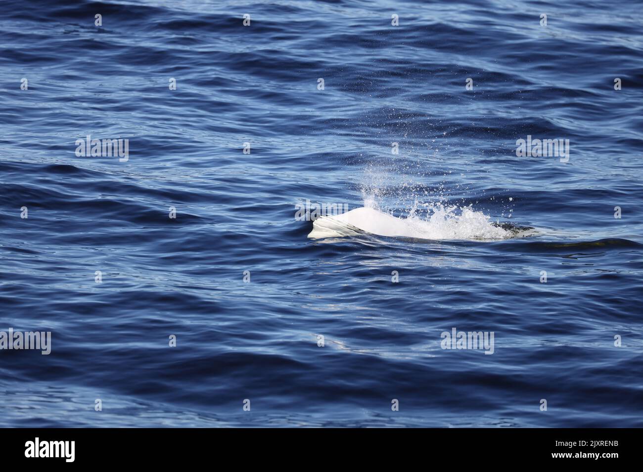 Beluga in Saguenay St Lawrence Marine Park, Quebec Stock Photo - Alamy