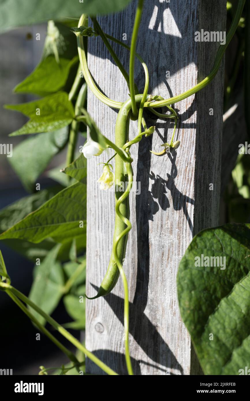 Bean trellis hi-res stock photography and images - Alamy