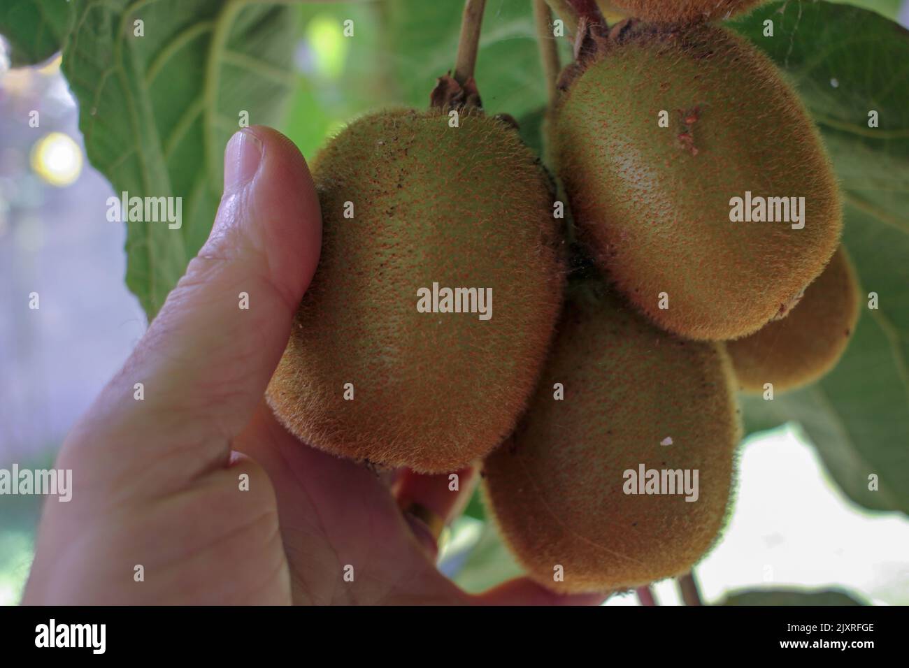 riping kiwis with my hand in the kiwi tree in my garden Stock Photo - Alamy