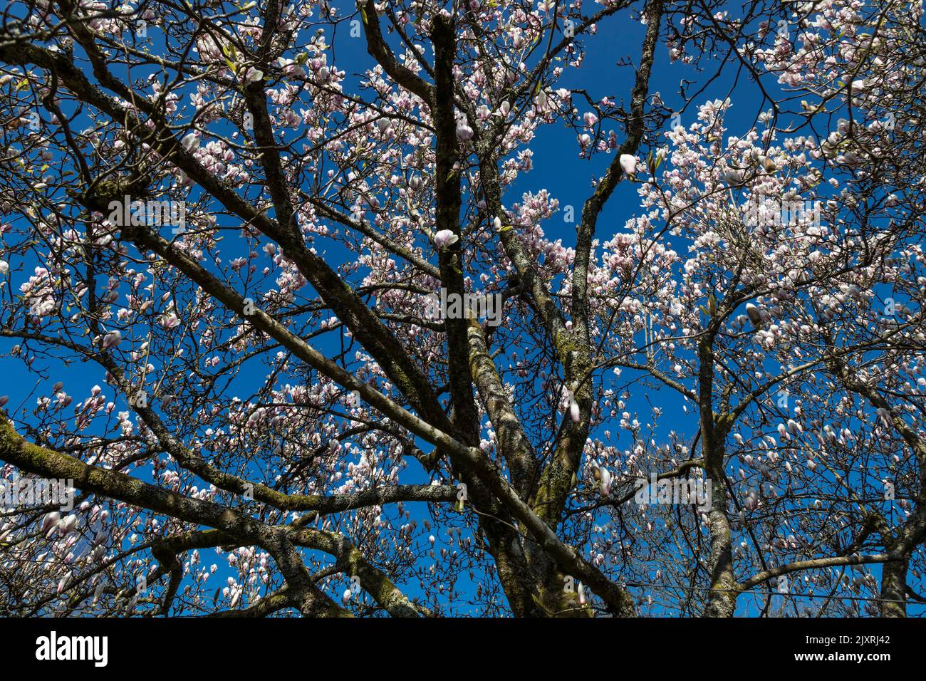 Magnolia blossum contrasted against a blue sky in a Surrey garden ...